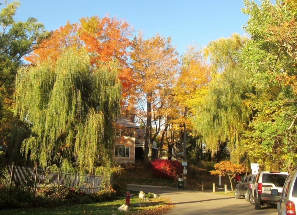 AUTUMN IN SUBURBIA - SUNDAYS IN MY CITY