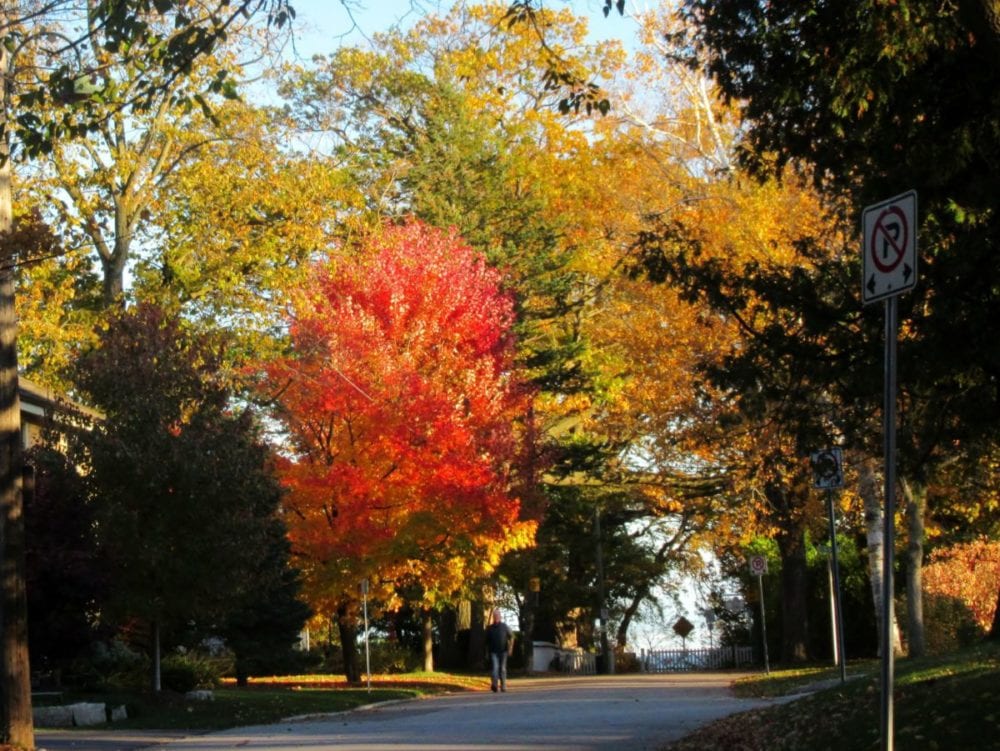 AUTUMN IN SUBURBIA - SUNDAYS IN MY CITY